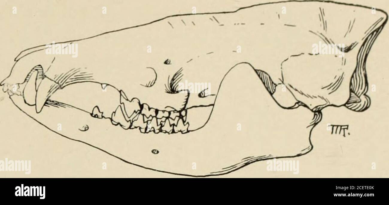 . Guide leaflet. The front teeth of the vam-pire bat are sharp blades ...