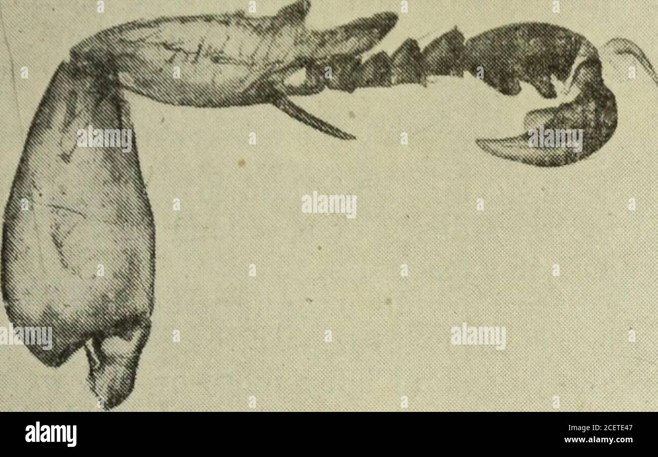 Vittae hi-res stock photography and images - Alamy