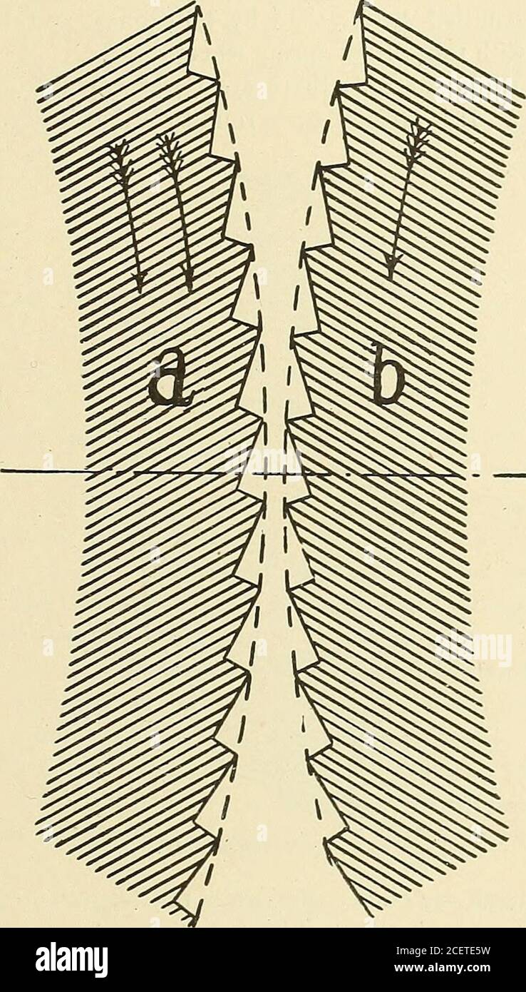 Mod roller hi-res stock photography and images - Alamy