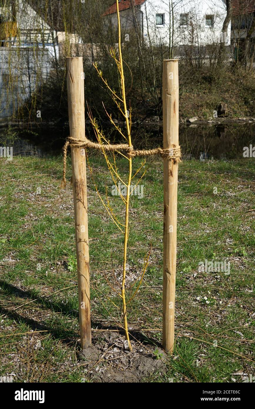 Tree sapling supported by wooden rods and thick ropes Stock Photo - Alamy