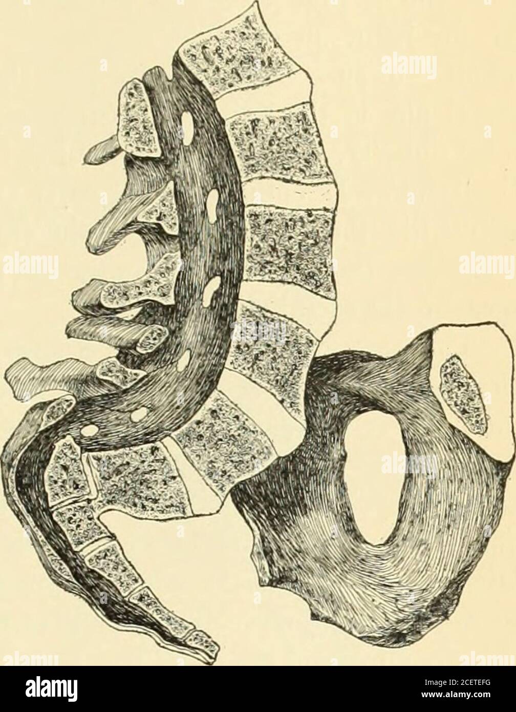 . An American text-book of obstetrics. For practitioners and students ...