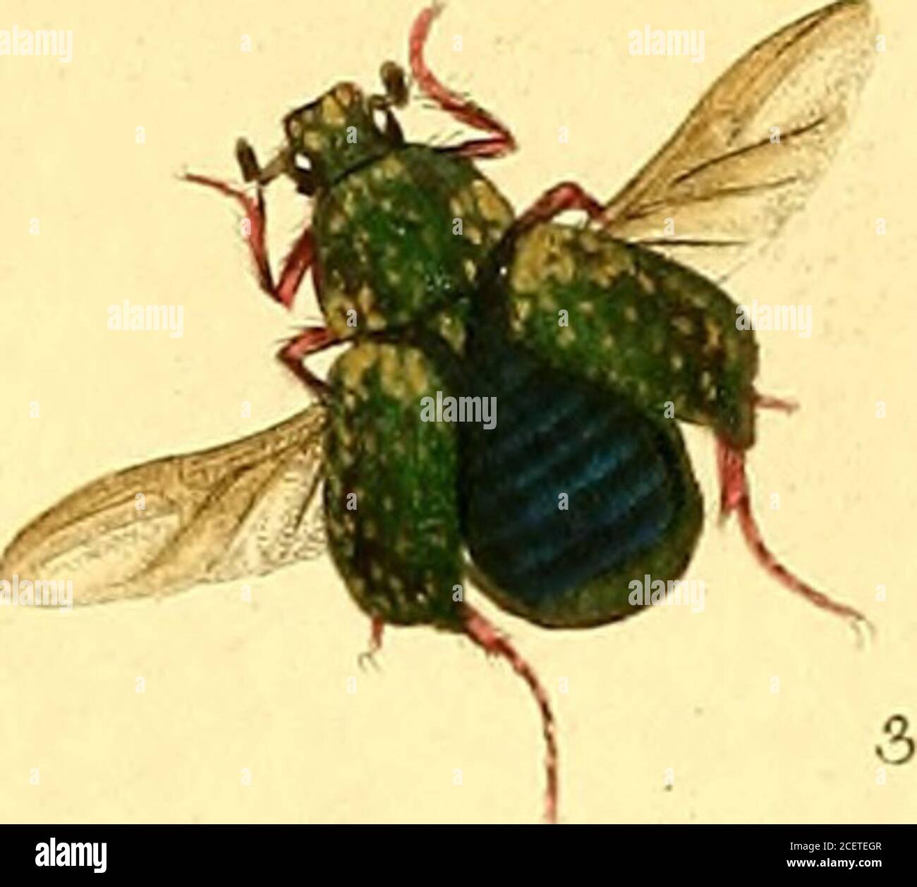 Carnella hi-res stock photography and images - Alamy