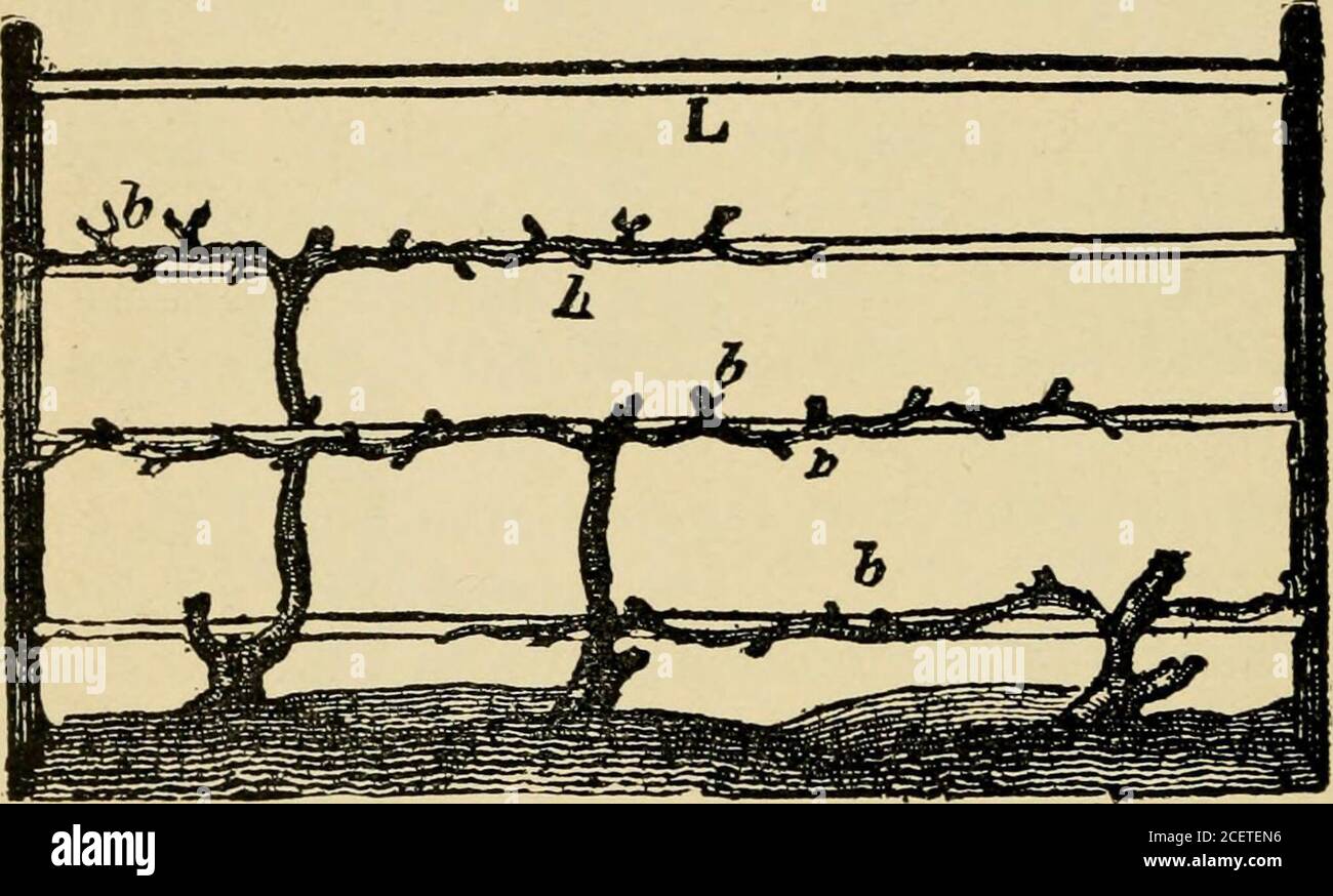 . The pruning-book; a monograph of the pruning and training of plants ...