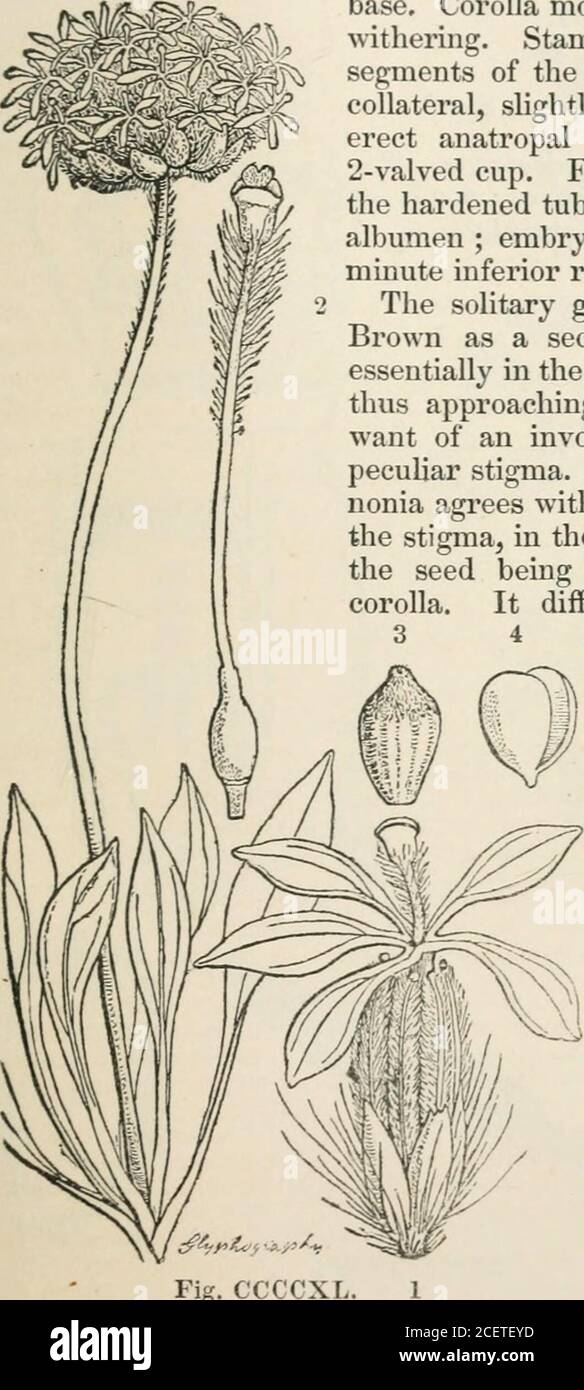 Perigynous hi-res stock photography and images - Alamy