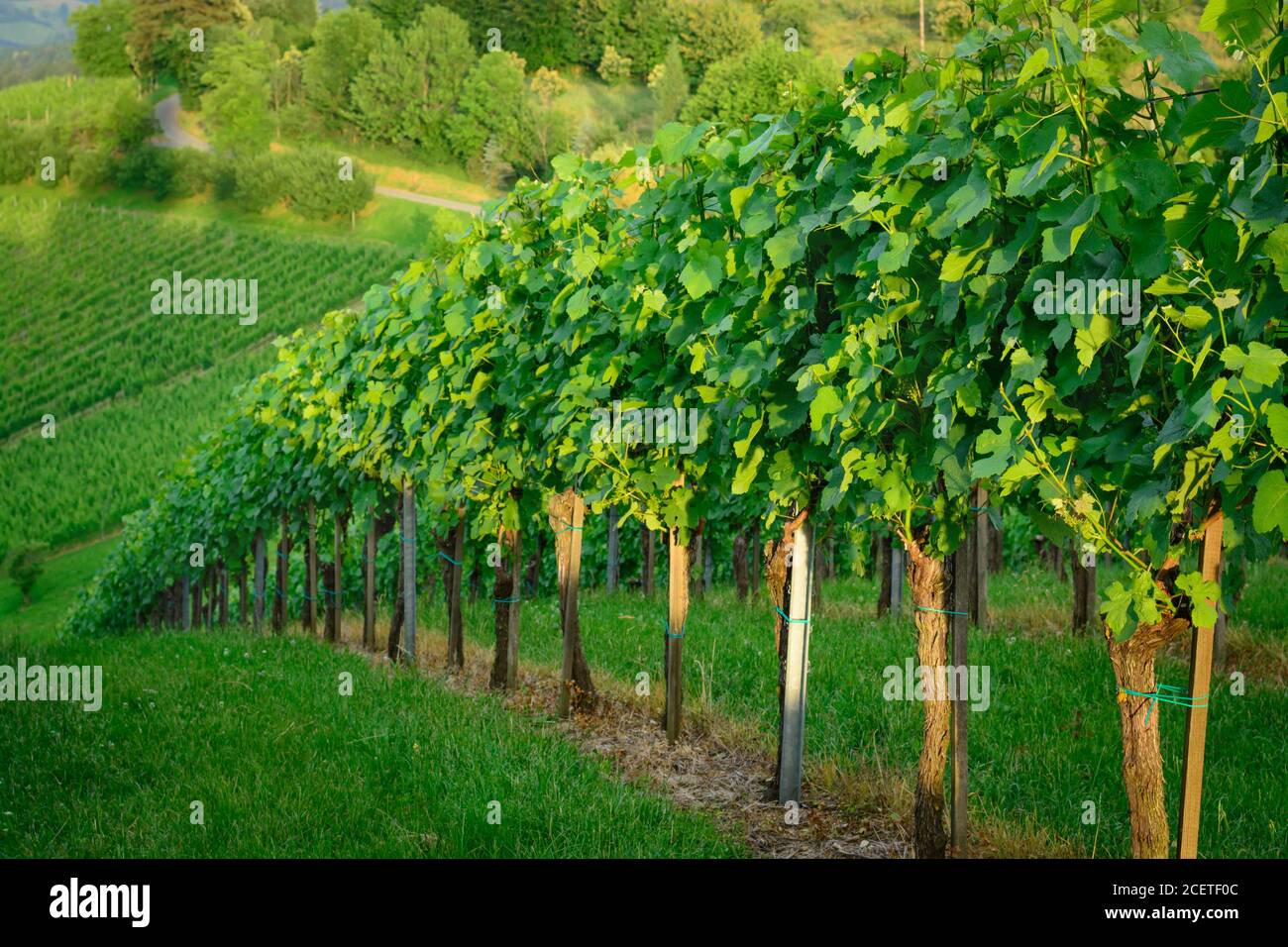 View of a vineyard in Styria a horizontal format Stock Photo - Alamy