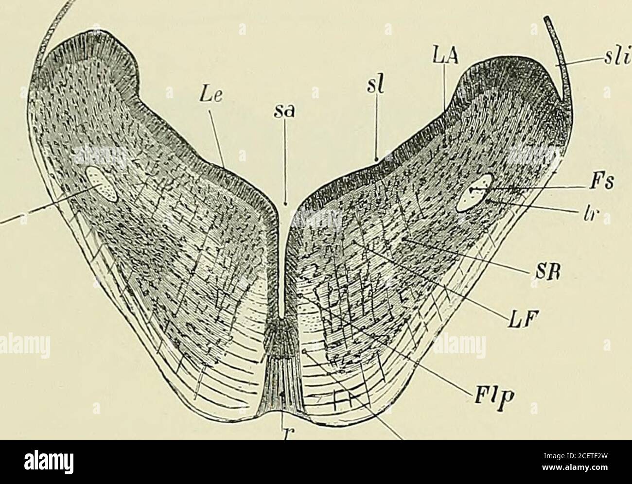 . Anatomie des centres nerveux. ©. â sa,sillon antÃ©rieur du 4Â ...