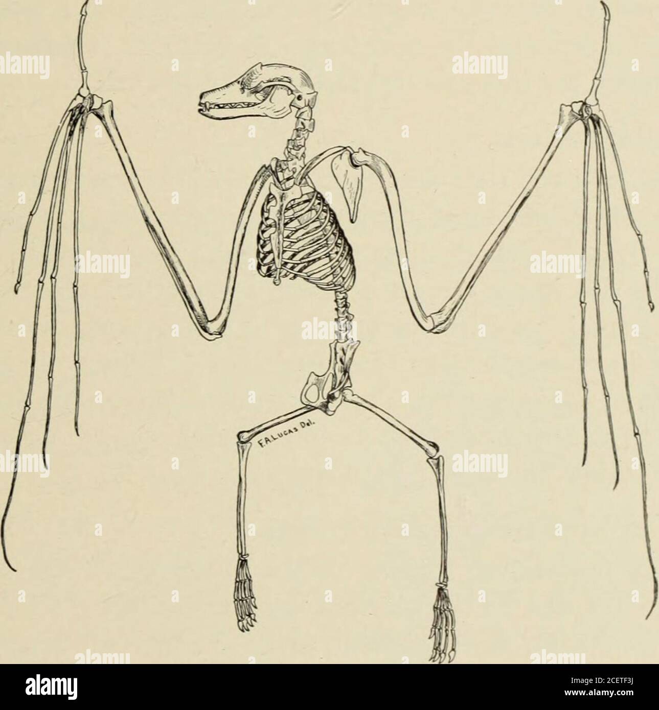 . Guide leaflet. The sloth skeleton adapted to an inverted posture. The ...