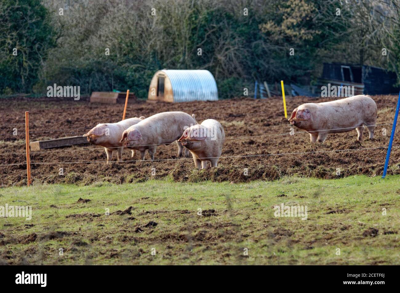 Commercial pig. Boar indoors in deep litter unit Stock Photo - Alamy