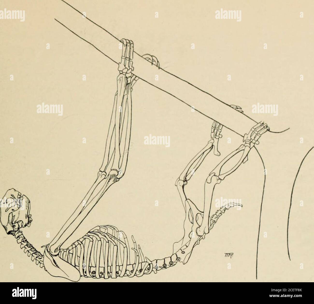 . Guide leaflet. The skeleton of a mole, modified for burrowing in the ...
