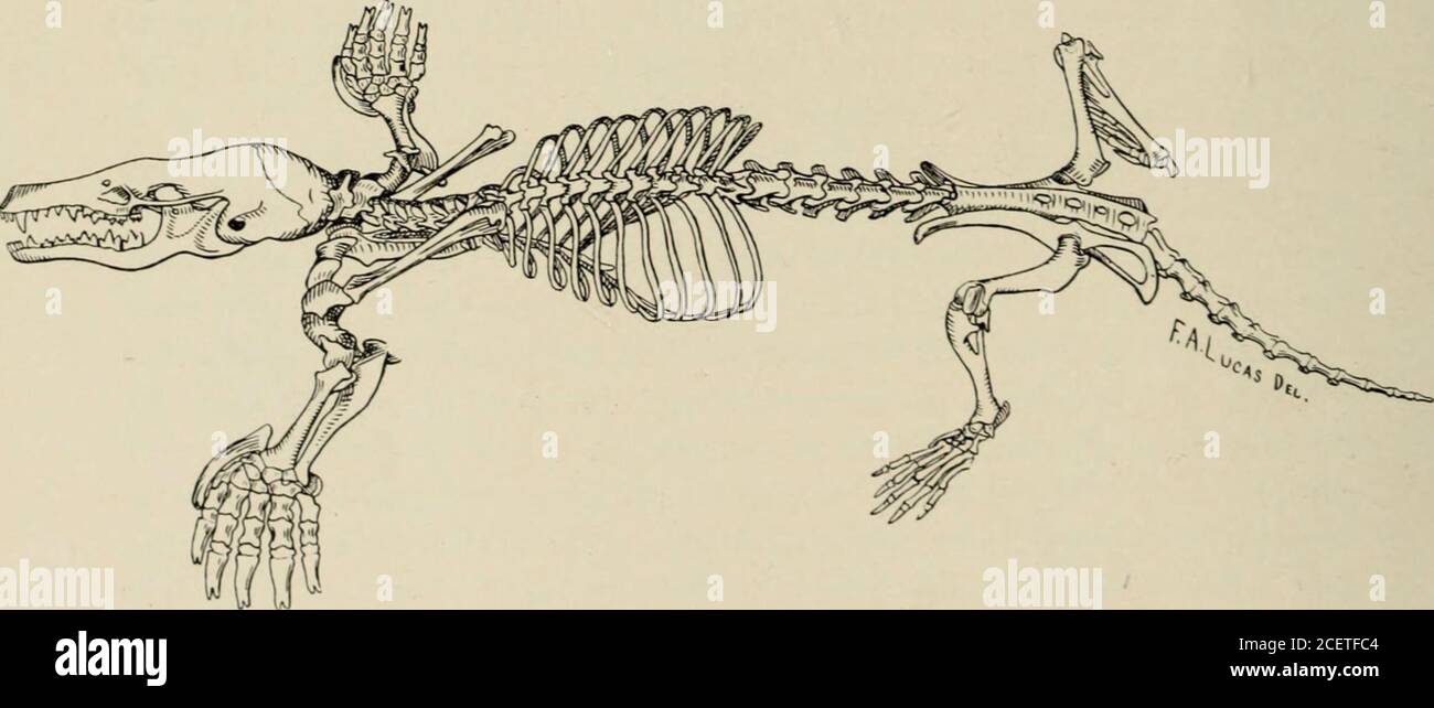 . Guide leaflet. The skeleton of a seal, specialized for an aquatic ...