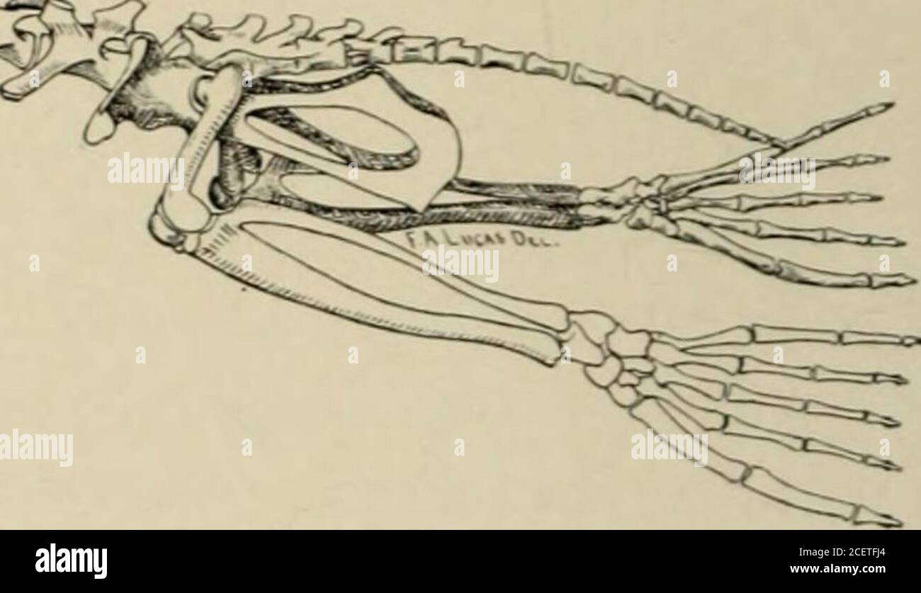 . Guide leaflet. mm. The skeleton of a seal, specialized for an aquatic ...