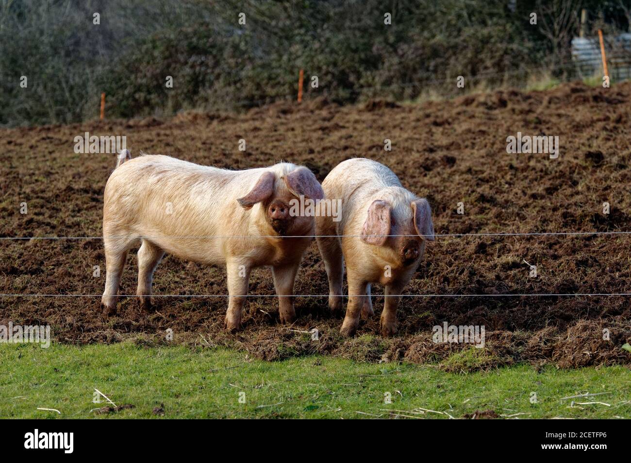 Commercial pig. Boar indoors in deep litter unit Stock Photo - Alamy