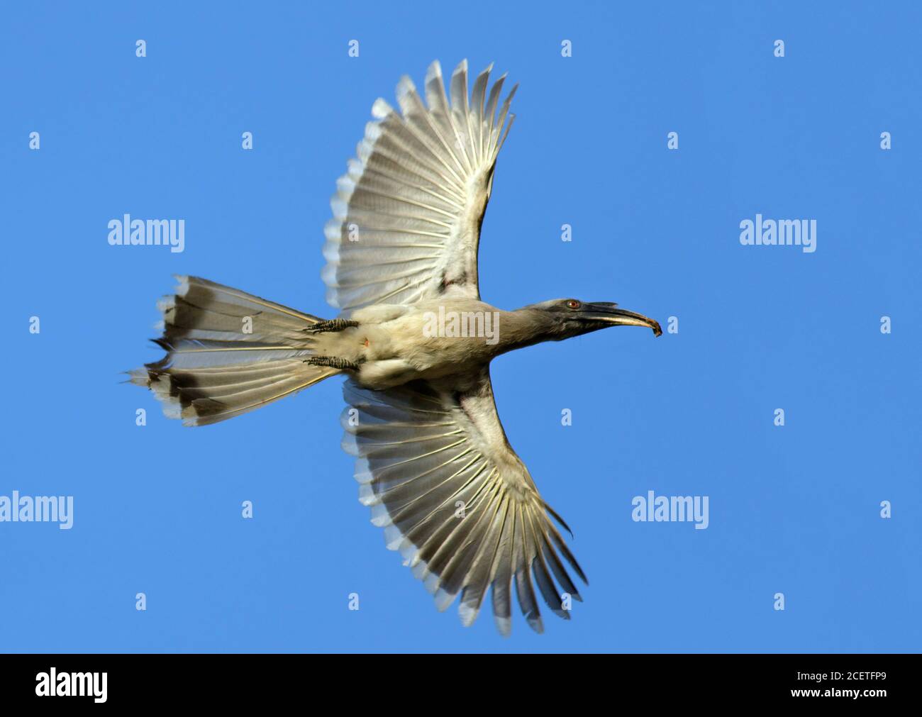 wildlife and birds of Pakistan Stock Photo - Alamy