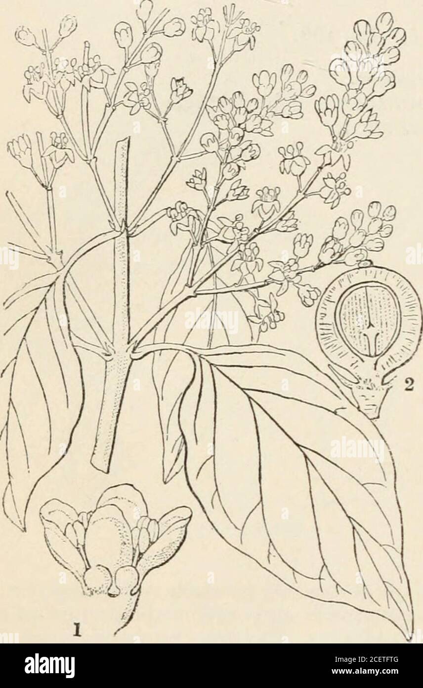 Chenopods hi-res stock photography and images - Alamy