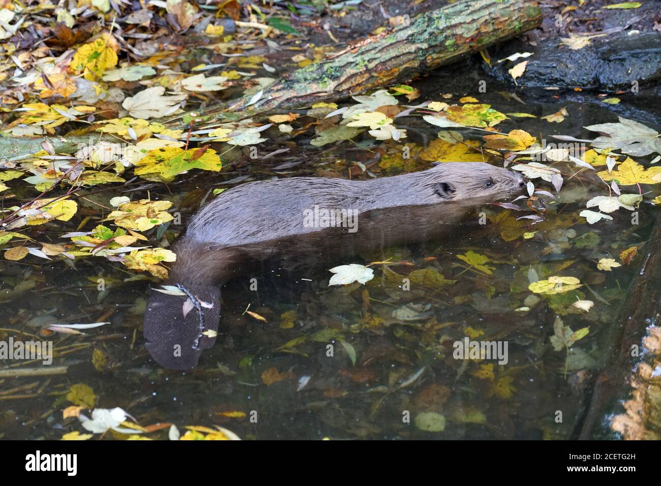 Beaver swimming in the shallow pond during the daytime Stock Photo - Alamy