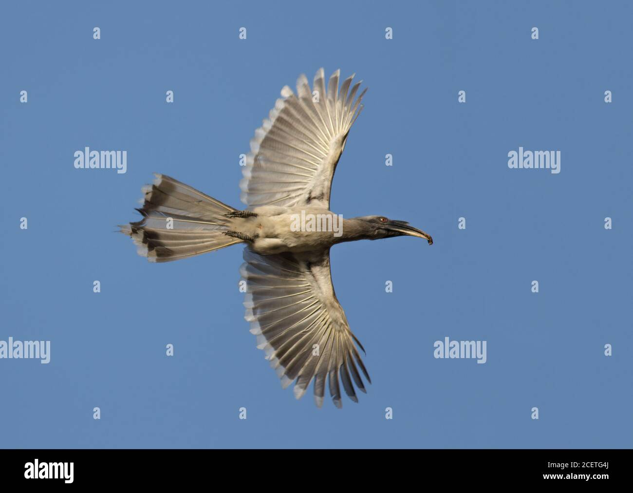 wildlife and birds of Pakistan Stock Photo - Alamy