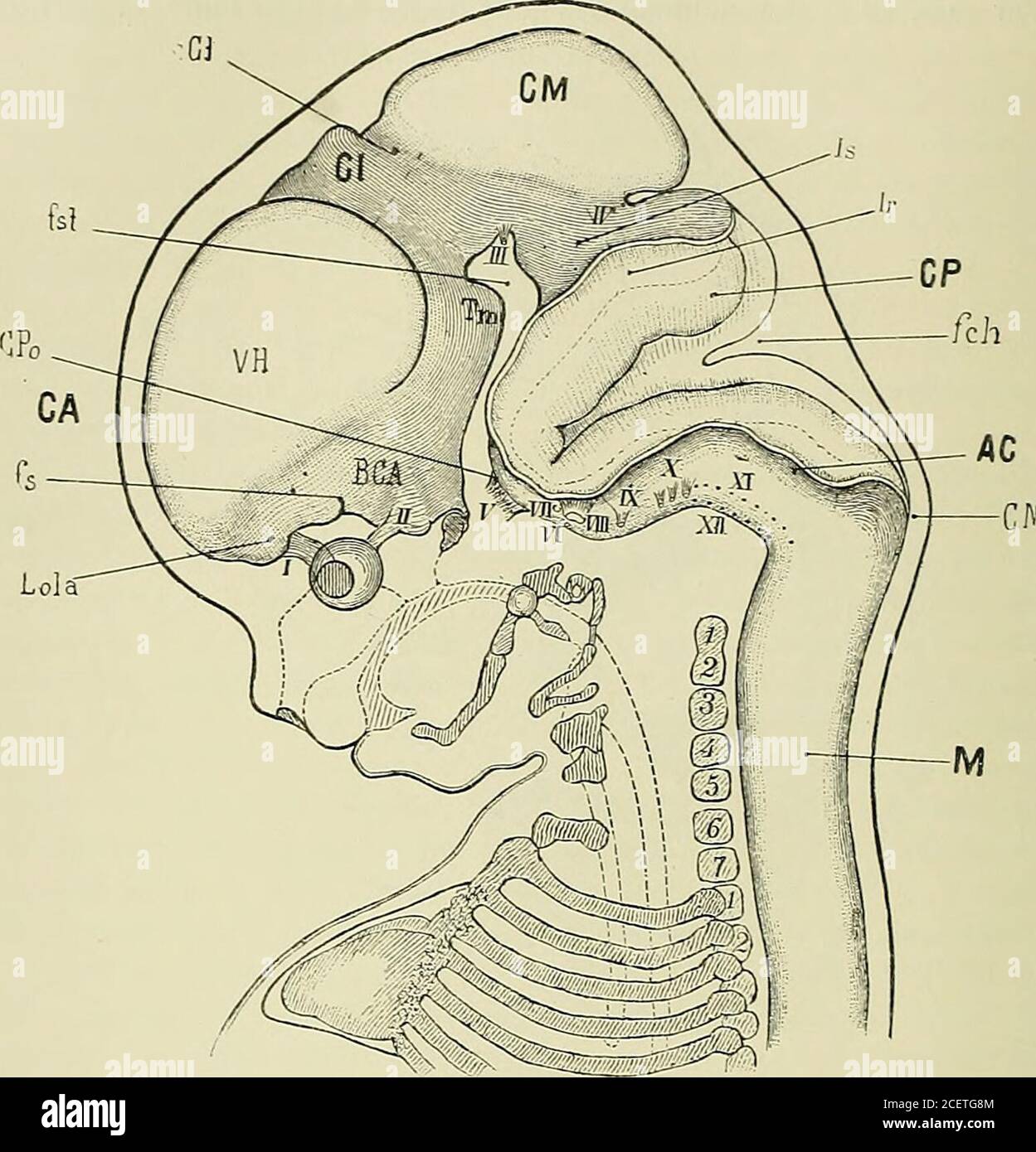 Anatomie du cerveau moyen hi-res stock photography and images - Alamy