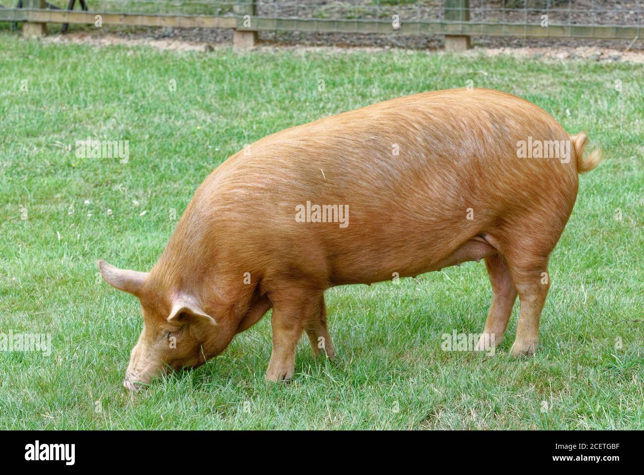 Tamworth pig free range hi-res stock photography and images - Alamy