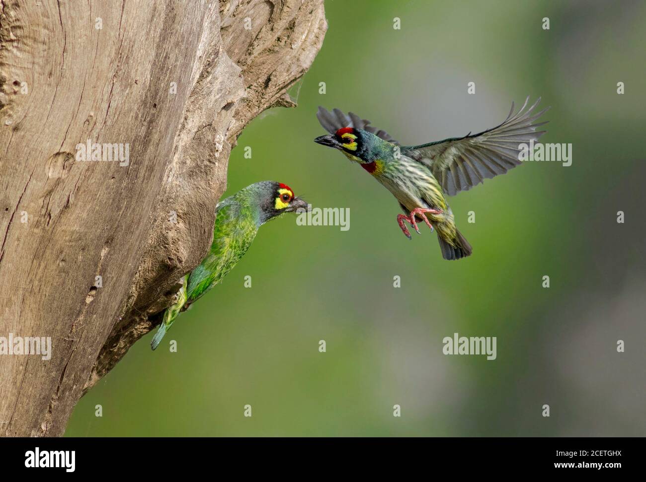 wildlife and birds of Pakistan Stock Photo - Alamy