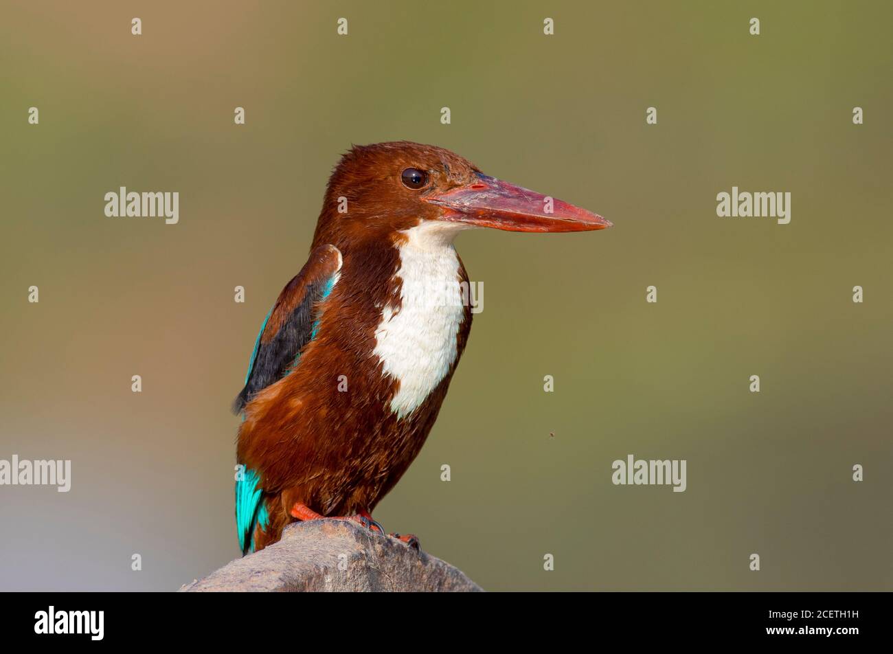 wildlife and birds of Pakistan Stock Photo - Alamy
