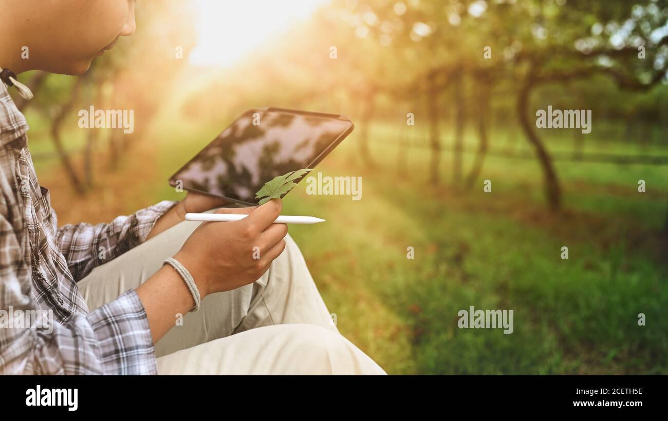 Farmer with tablet in orchard hi-res stock photography and images - Alamy