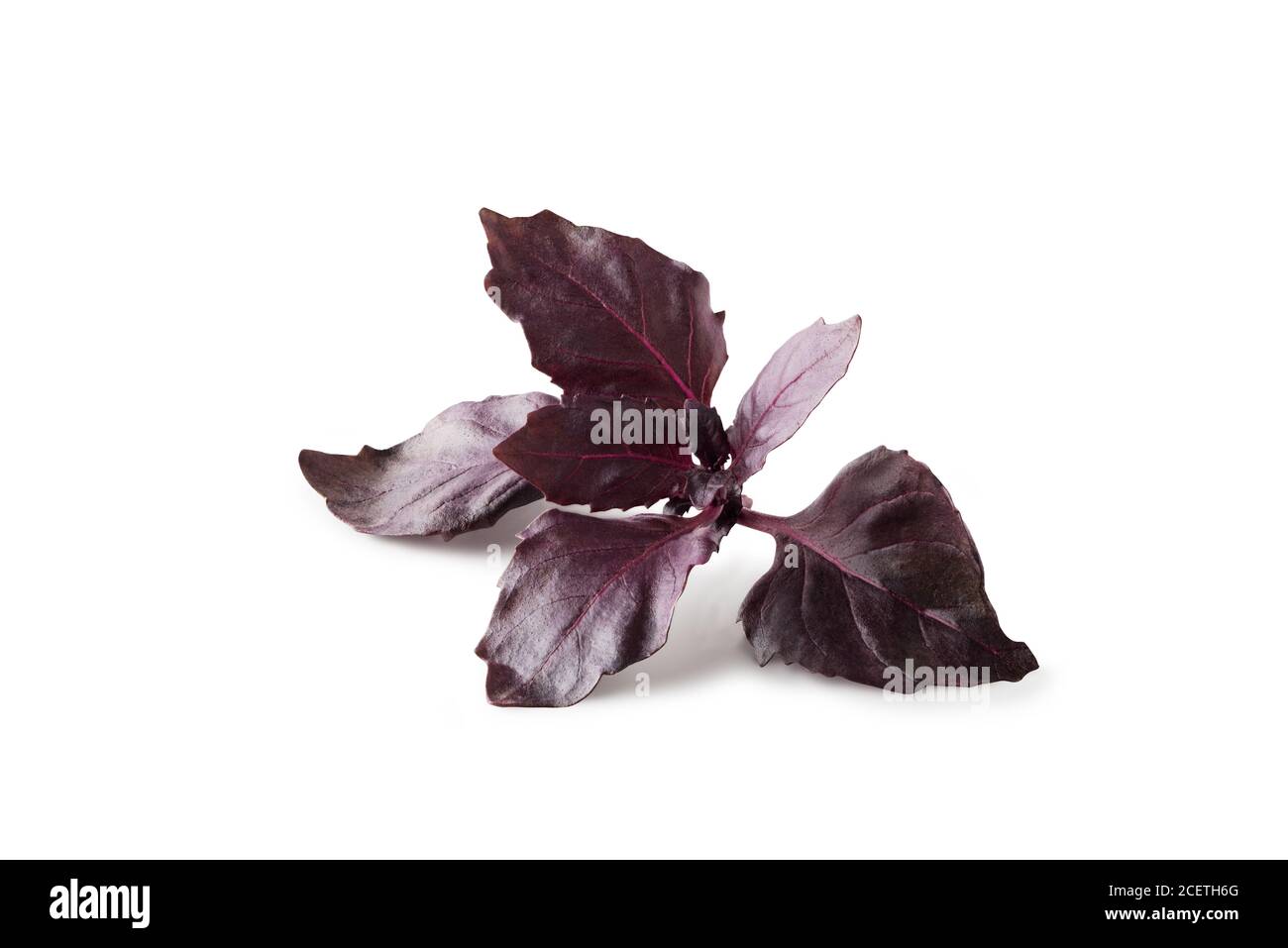 Fresh red basil leaves isolated on white background. Clipping path ...