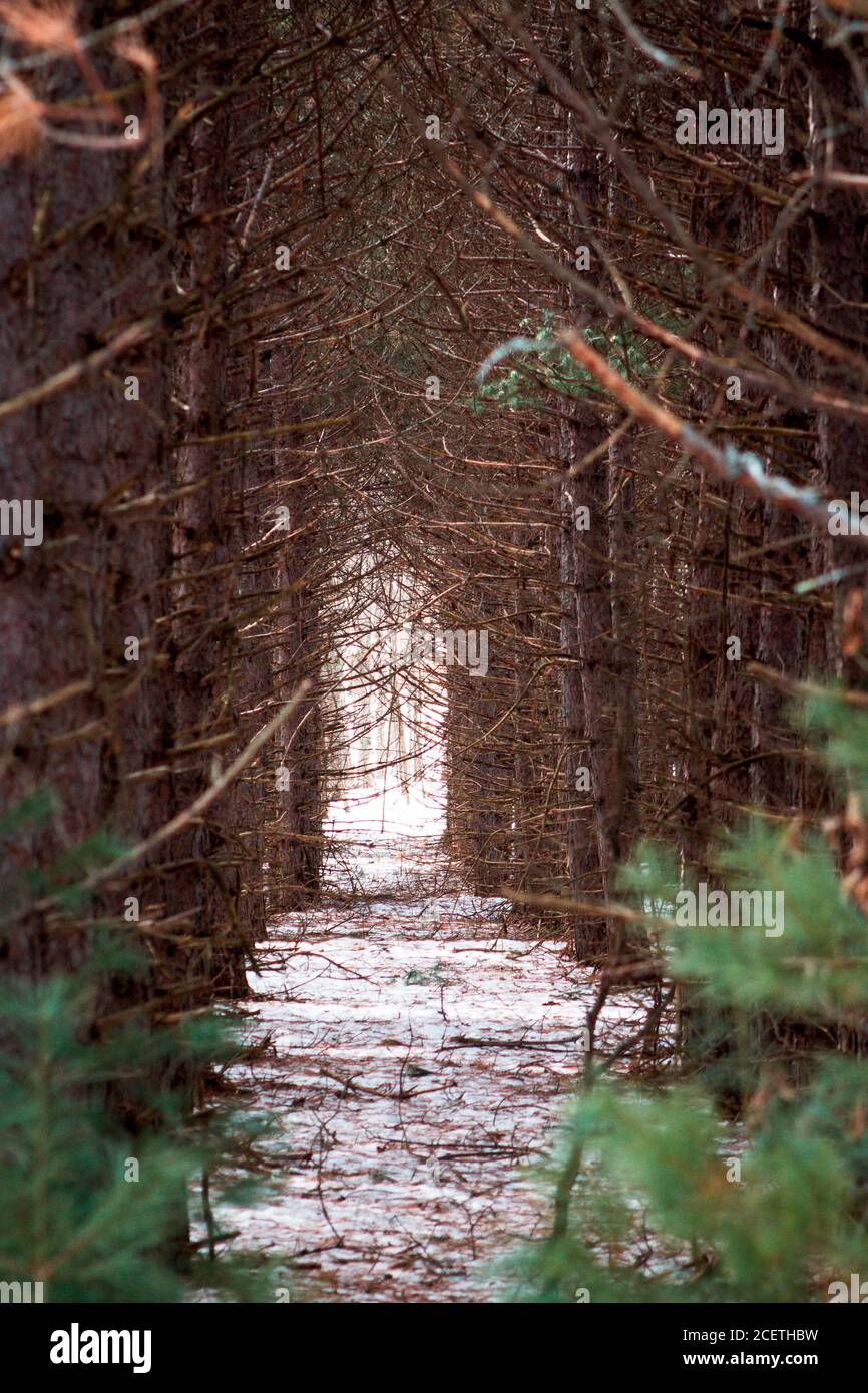 Tunnel pine trees snow hi-res stock photography and images - Alamy