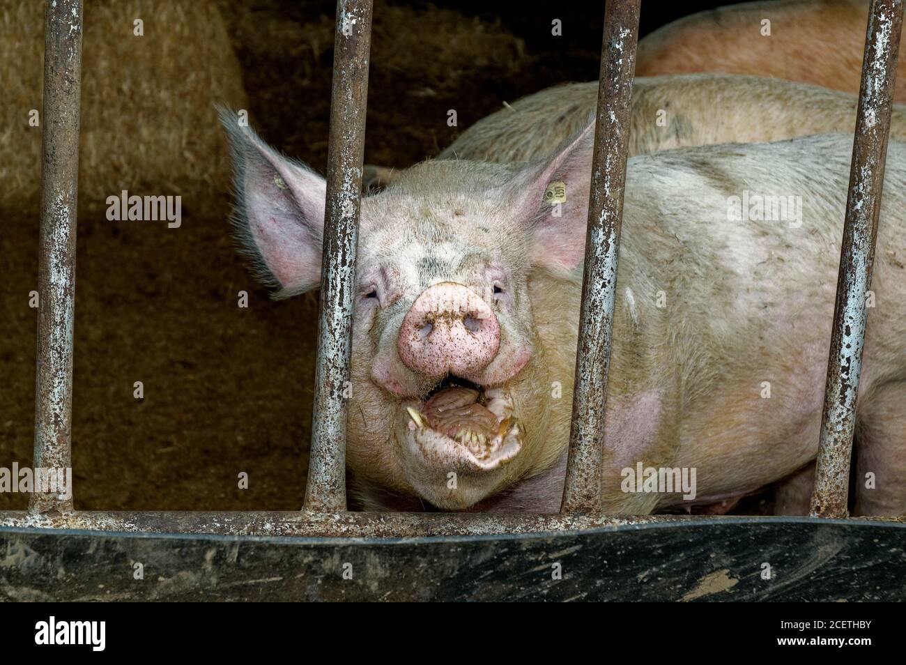 Deep litter system hi-res stock photography and images - Alamy