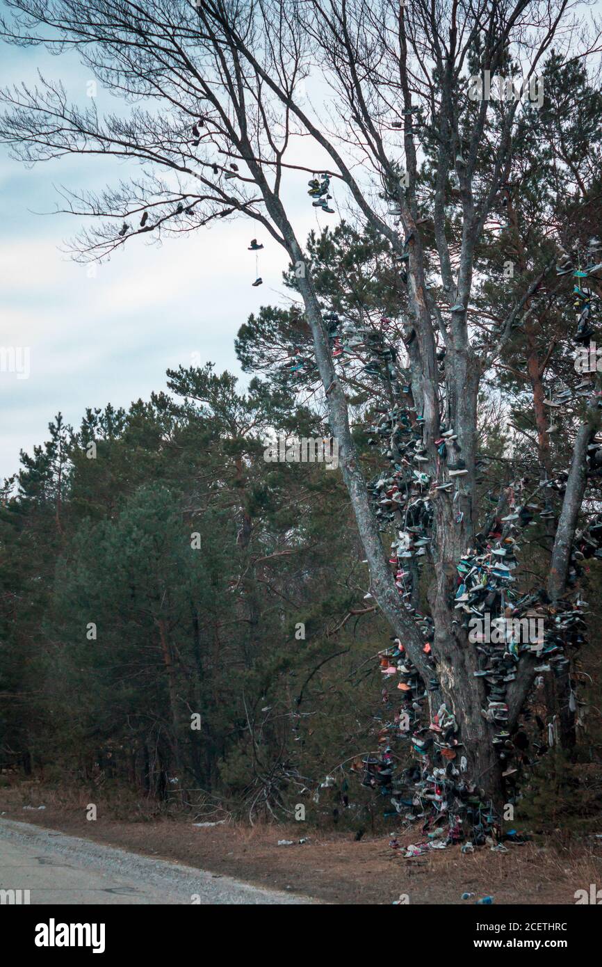 Shoe tree along 131 in Michigan Stock Photo - Alamy