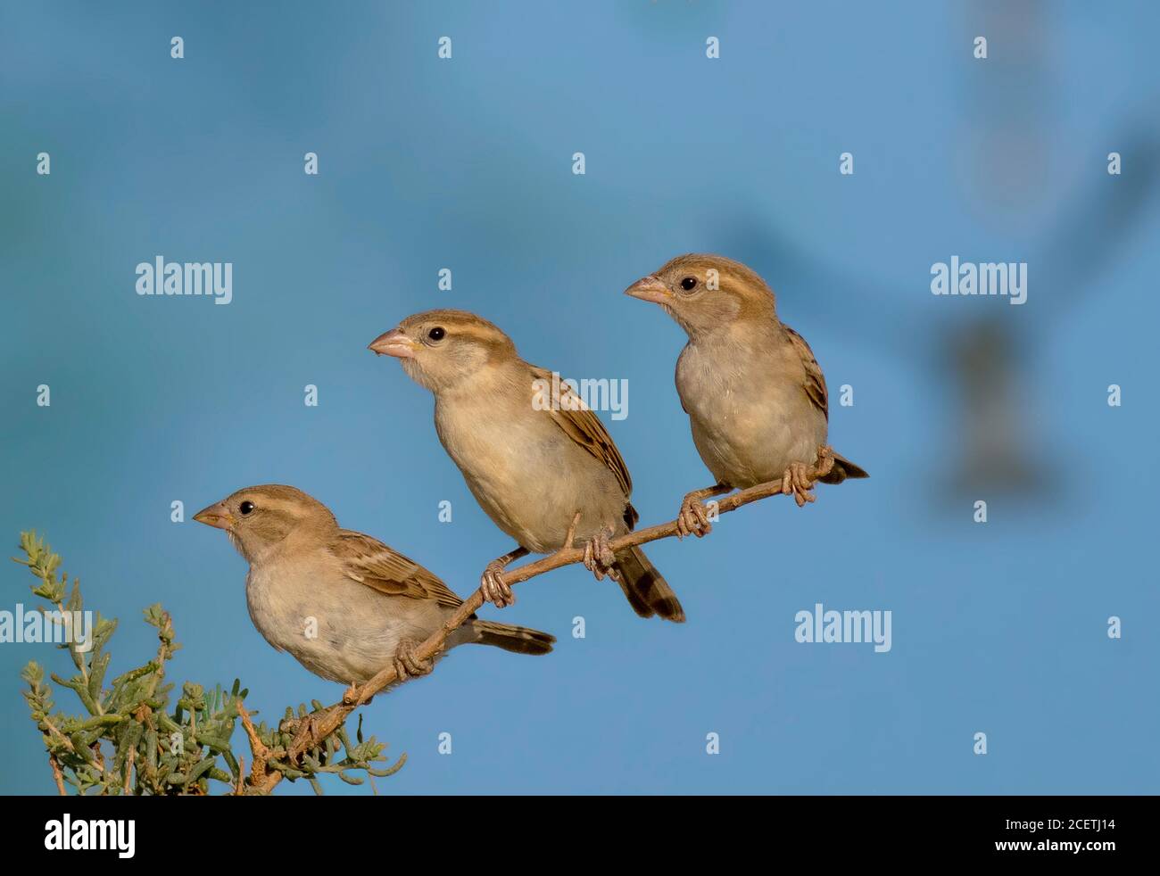 wildlife and birds of Pakistan Stock Photo - Alamy