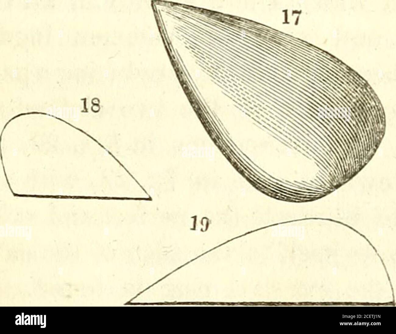 Pubic triangle hi-res stock photography and images - Alamy