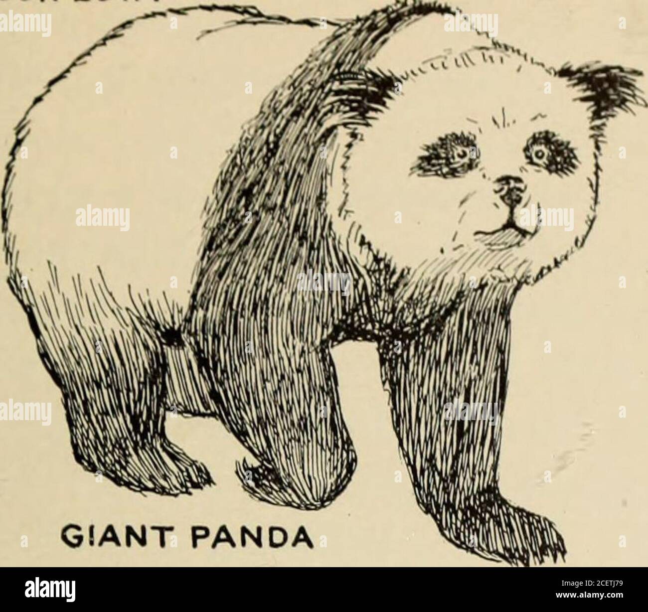 . Guide leaflet. The sensitive ears and skin folds of a leaf-nosed bat ...