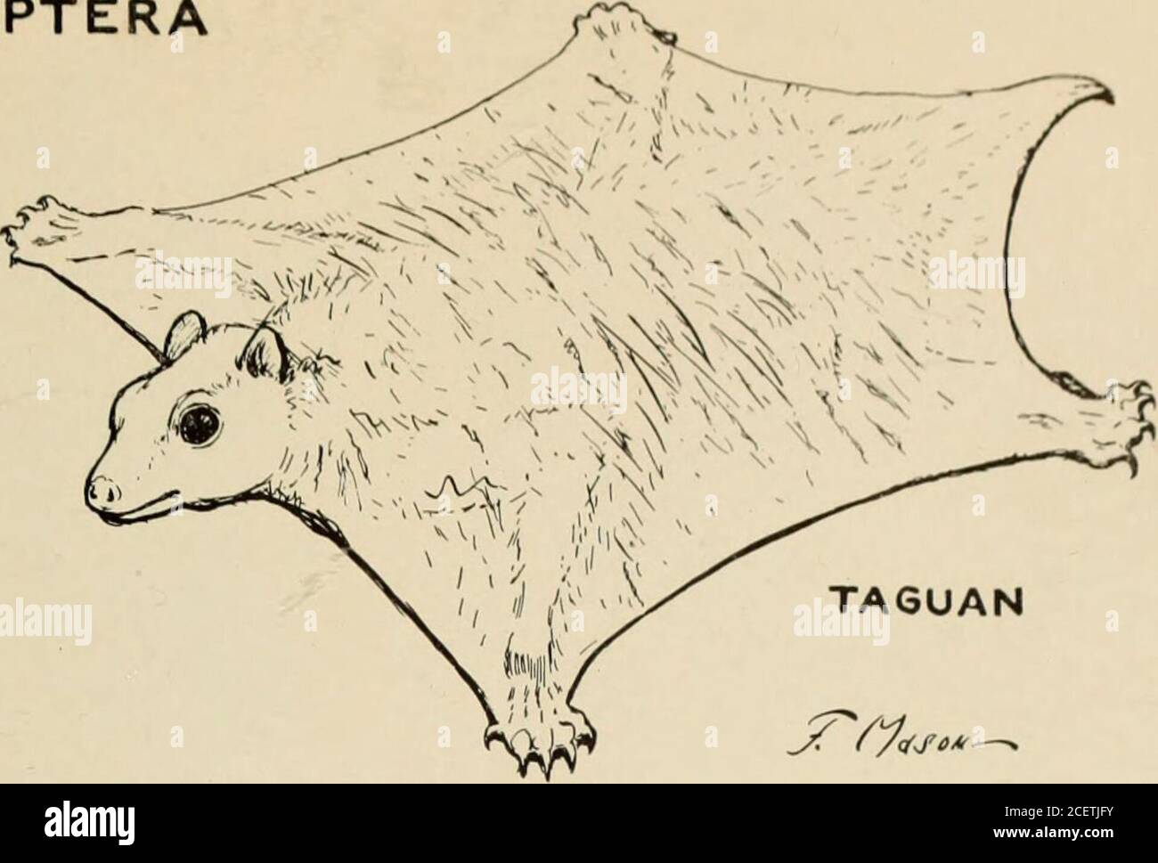 . Guide leaflet. ^, the Solenodontidae is confined to a singlegenus of ...