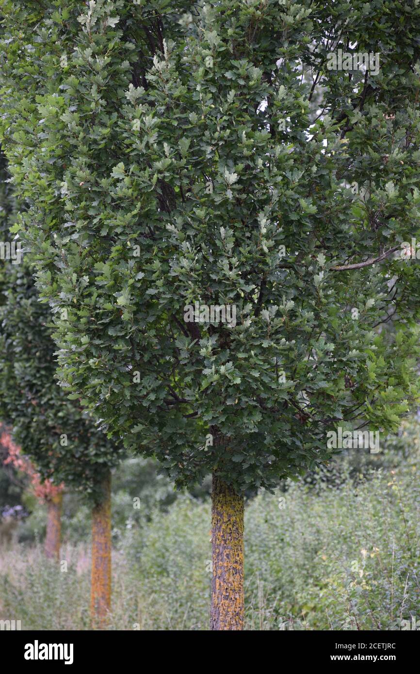 Columnar oak tree hi-res stock photography and images - Alamy