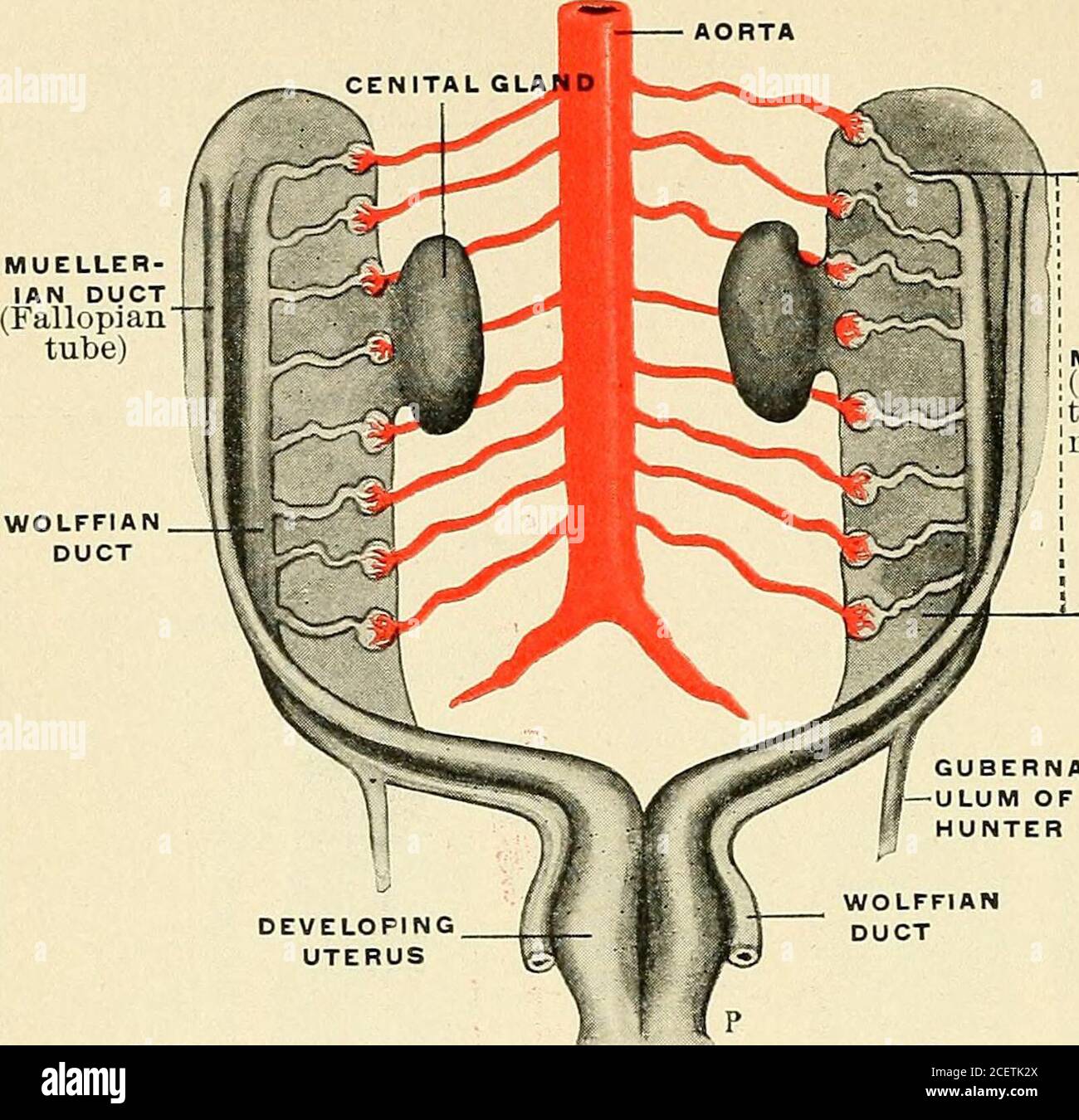 Genital gland hi-res stock photography and images - Alamy