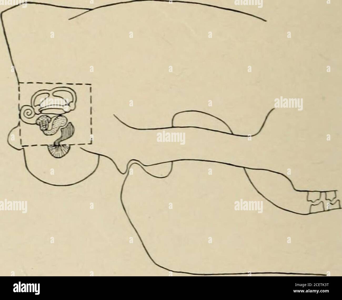 . Guide leaflet. REPTILIANThe forerunners of the mammalian earossicles ...