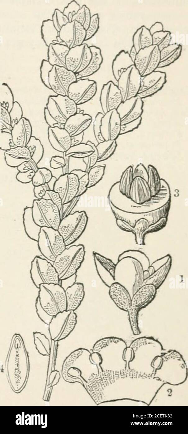 Twisted aestivation hi-res stock photography and images - Alamy