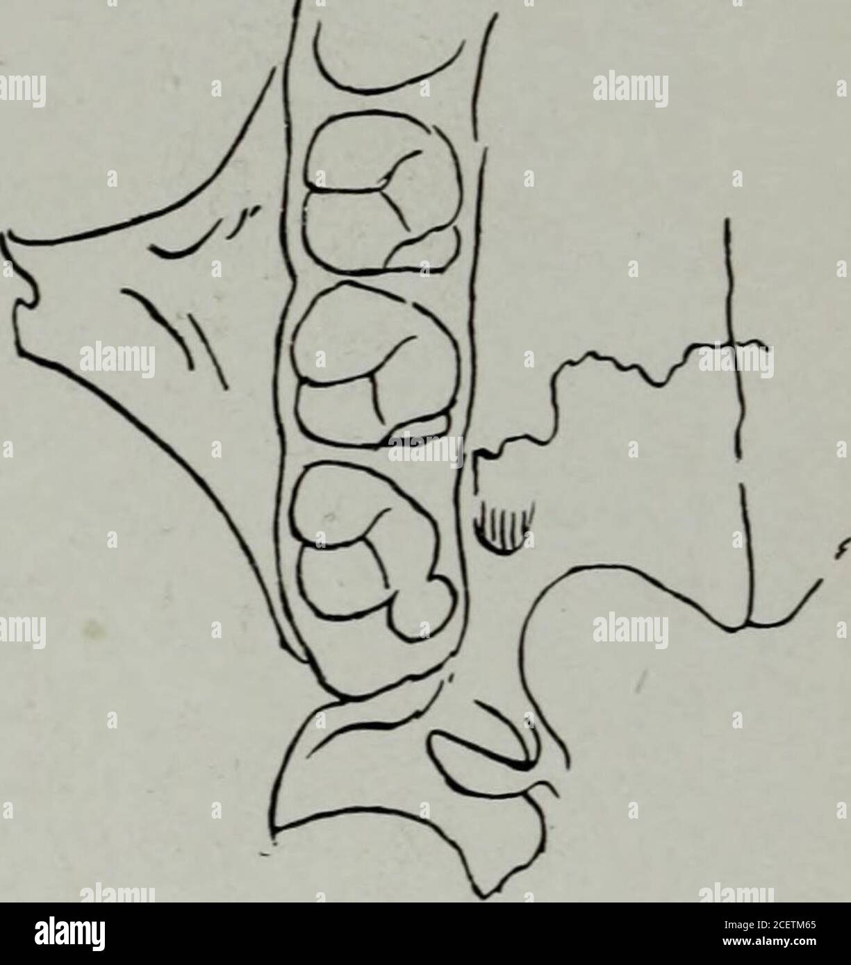 . The Dental cosmos. , in the mandible also, twoparamolars alternating ...