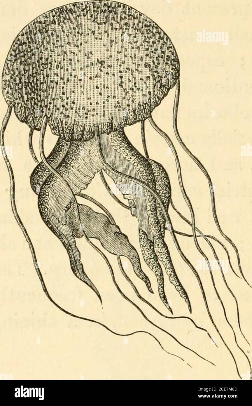 Phosphorescence animals hi-res stock photography and images - Alamy