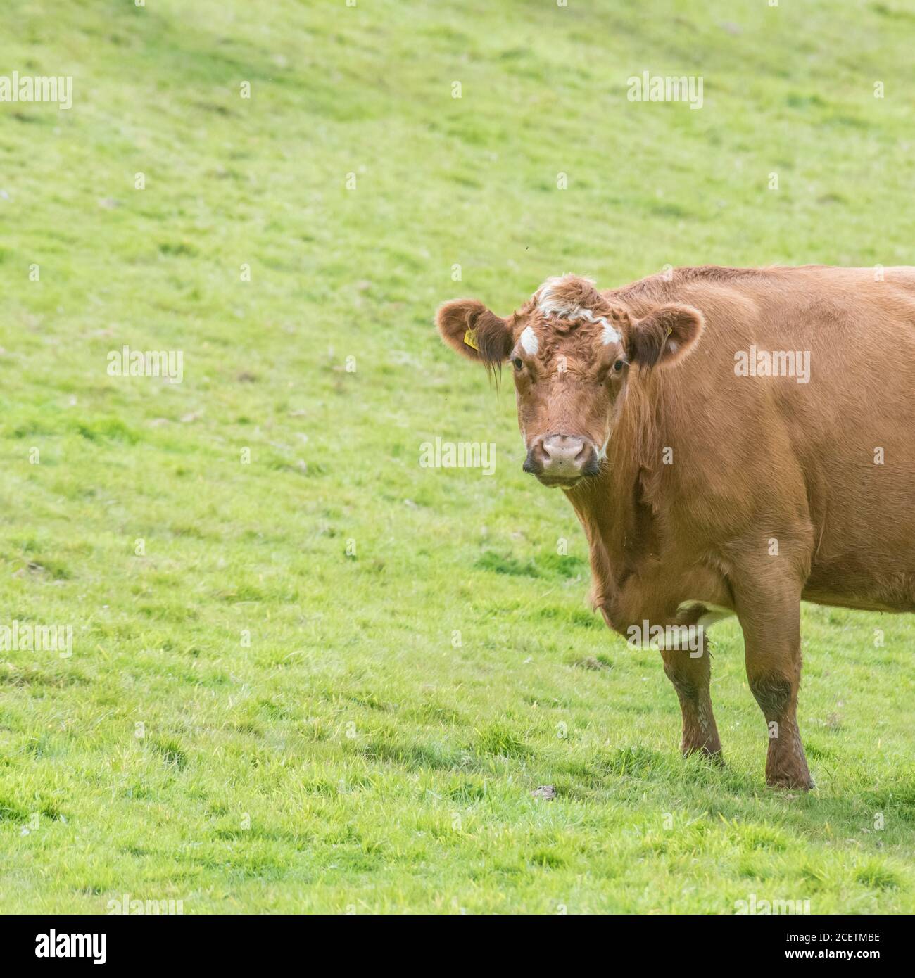 Isolated cow in field looking at camera with curiosity. For UK ...
