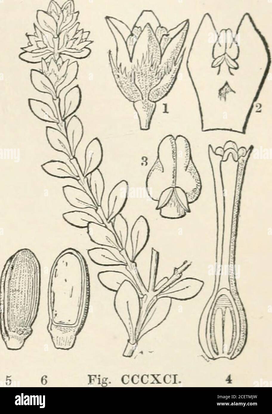 Octandrous hi-res stock photography and images - Alamy