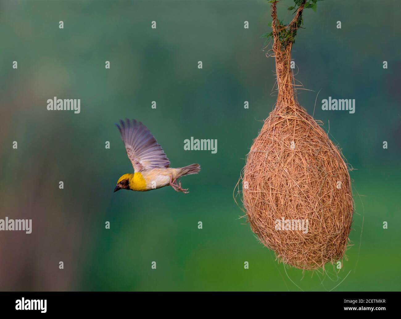 Baya weaver birds flying hi-res stock photography and images - Alamy
