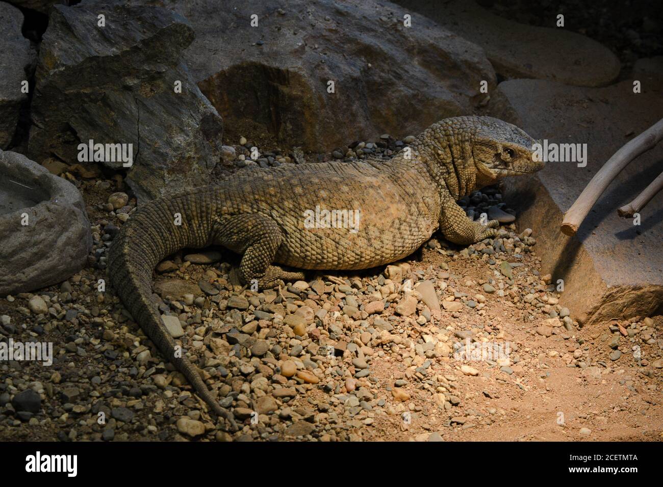 African rock monitor hi-res stock photography and images - Alamy