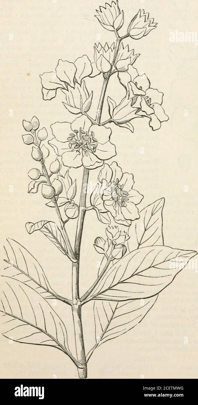 . The vegetable kingdom : or, The structure, classification, and uses ...