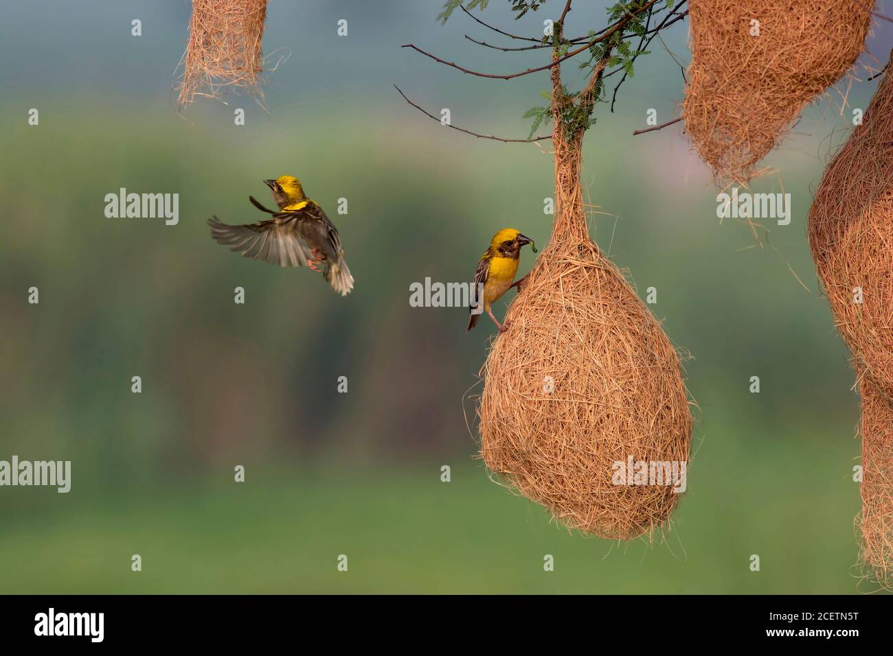 baya weaver nesting Stock Photo - Alamy