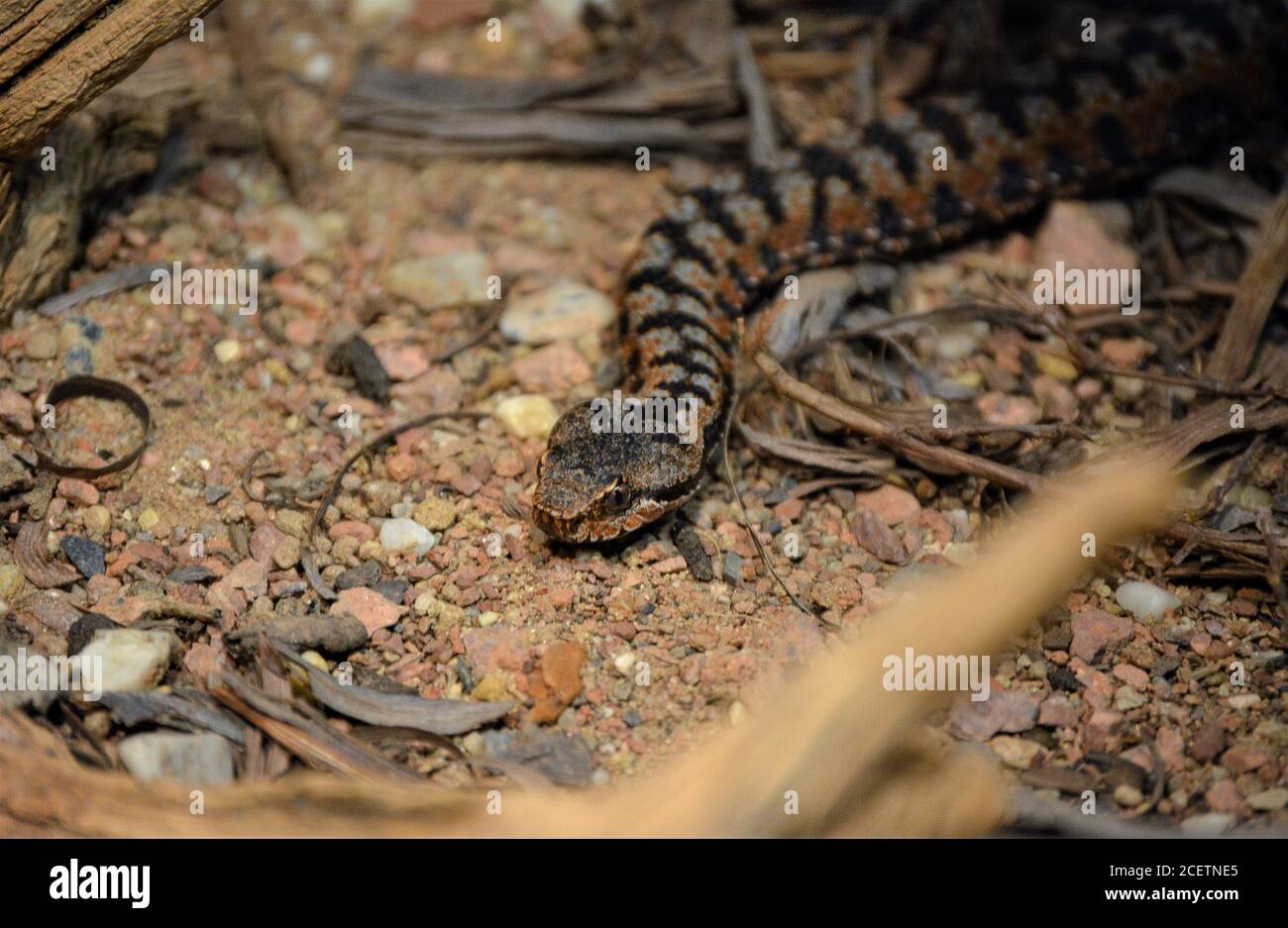 Asp snake hi-res stock photography and images - Alamy