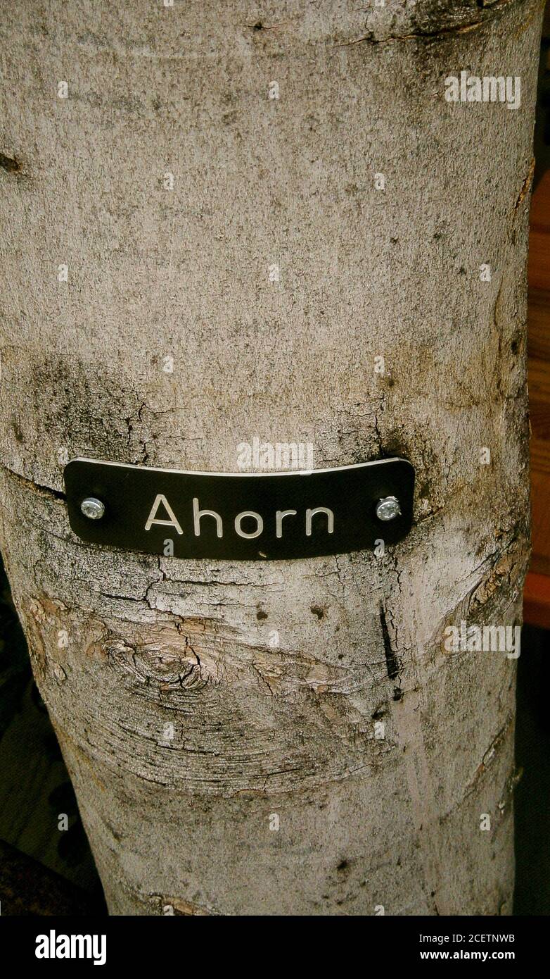 Photo of a maple tree trunk with the German lettering of the name Stock ...