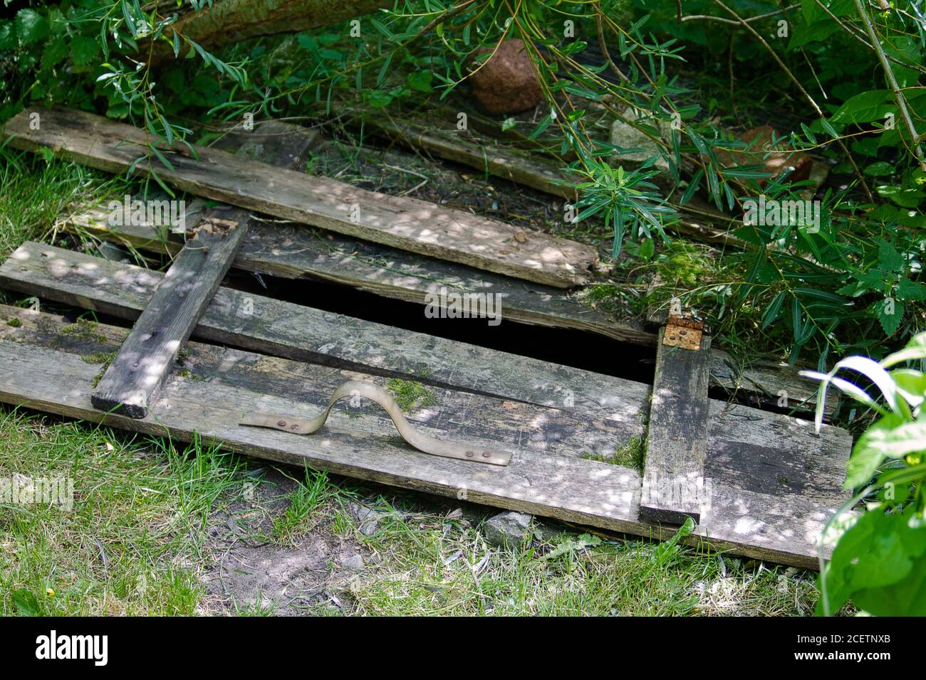 Old well shaft covered with wooden planks. Overgrown with greenery ...