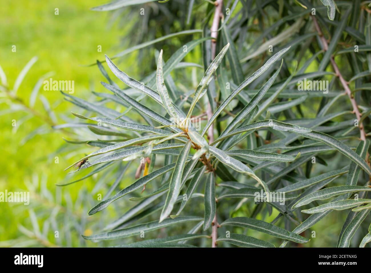 Long thin green leaves hi-res stock photography and images - Alamy
