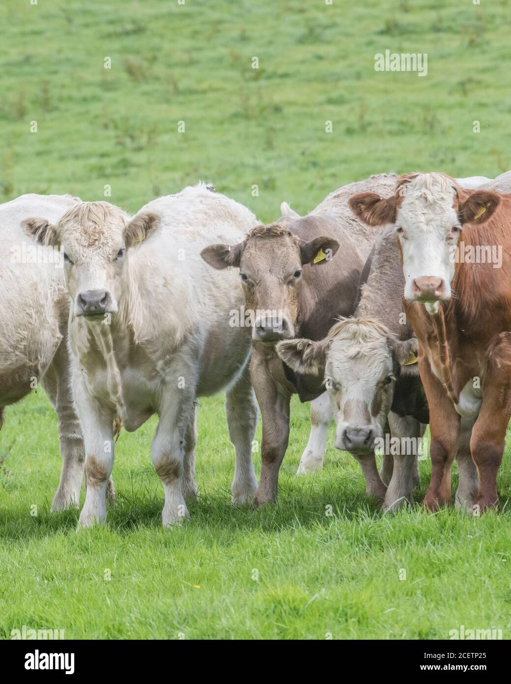 Small group of young bullocks of mixed colours, standing & looking ...